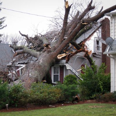 Fallen Tree Storm Damage Response - Phoenix Arbory